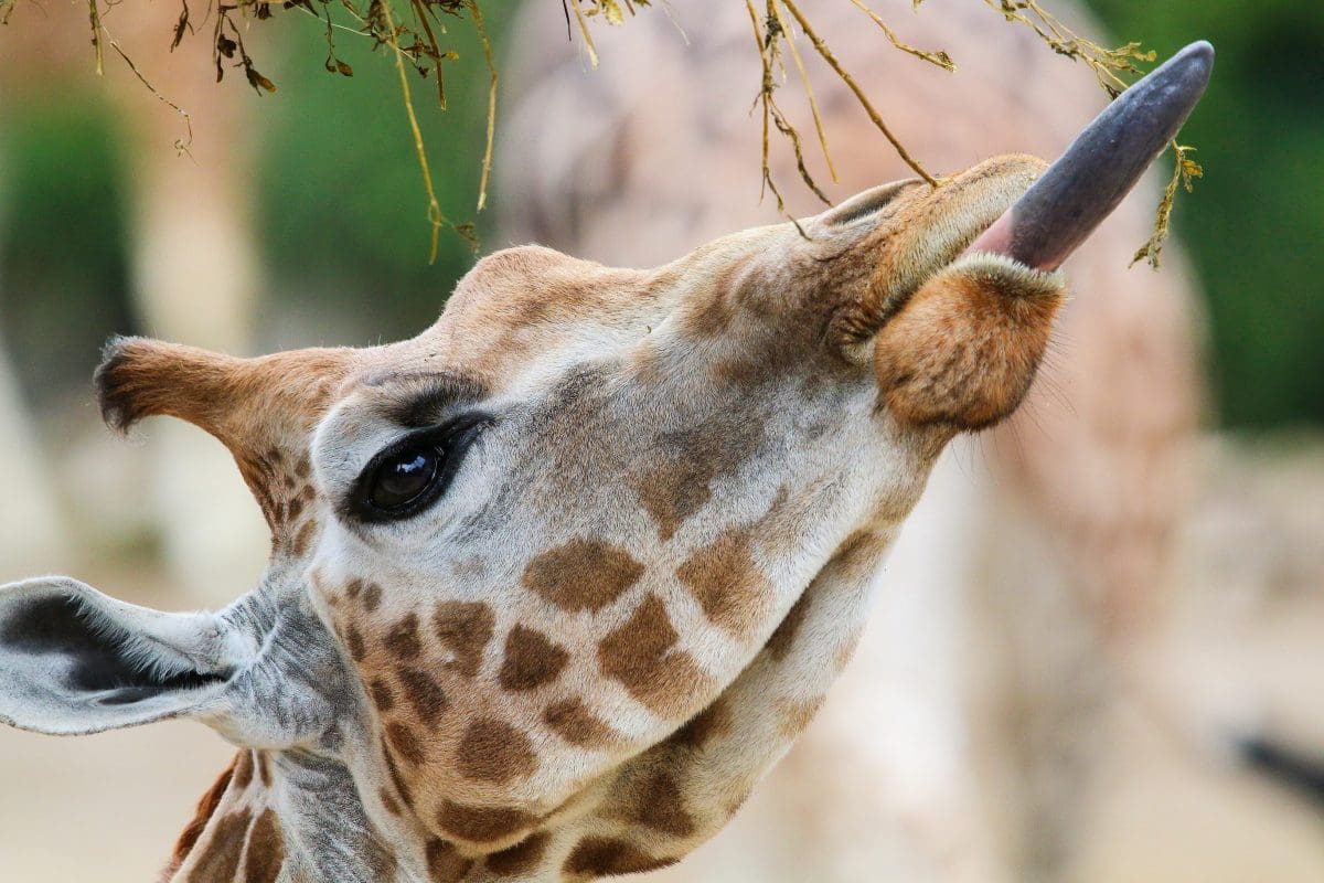 BELFAST ZOO GOES FROM STRENGTH TO STRENGTH SINCE REOPENING TO THE ...